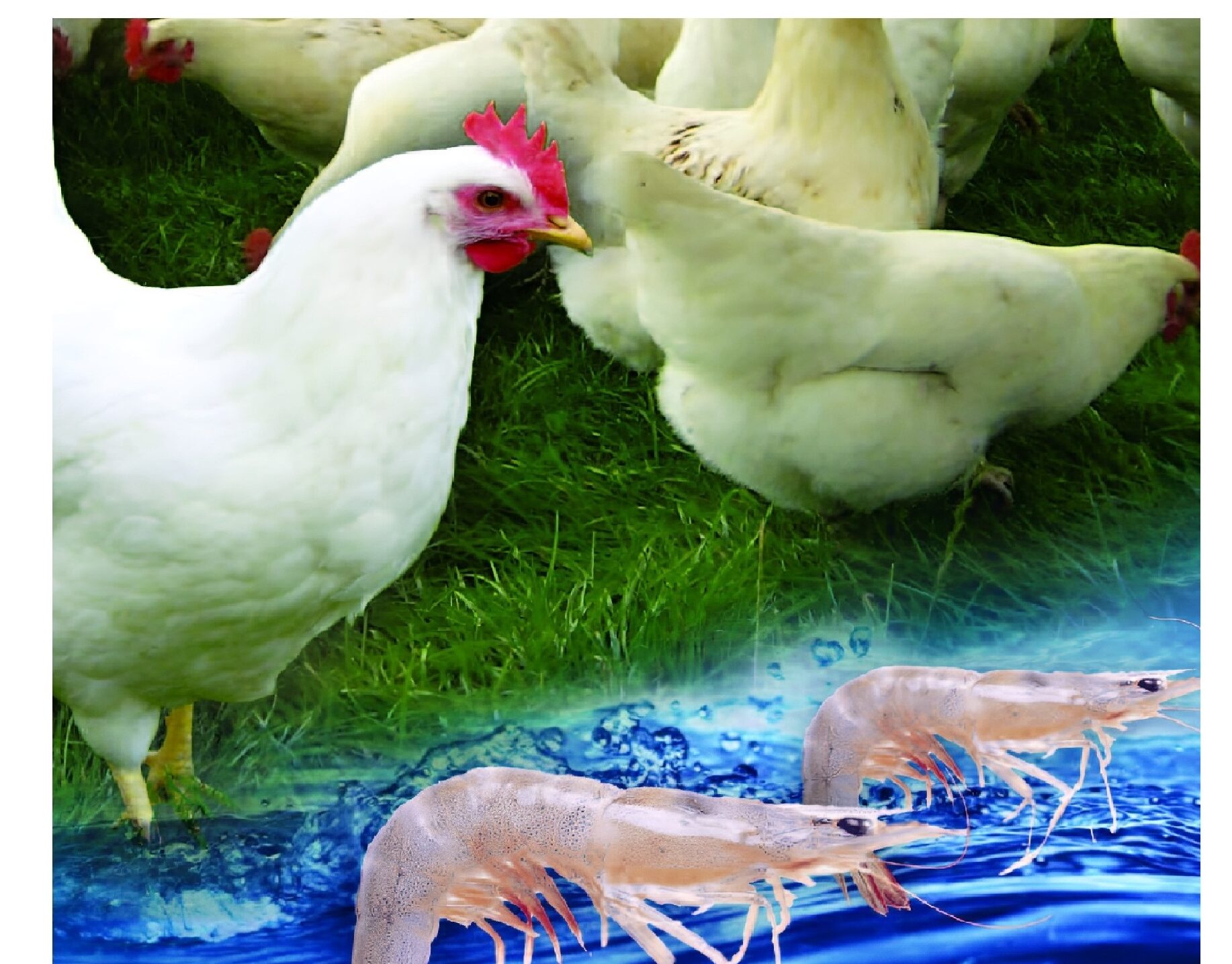 Ammonia significant threat to animal health and productivity