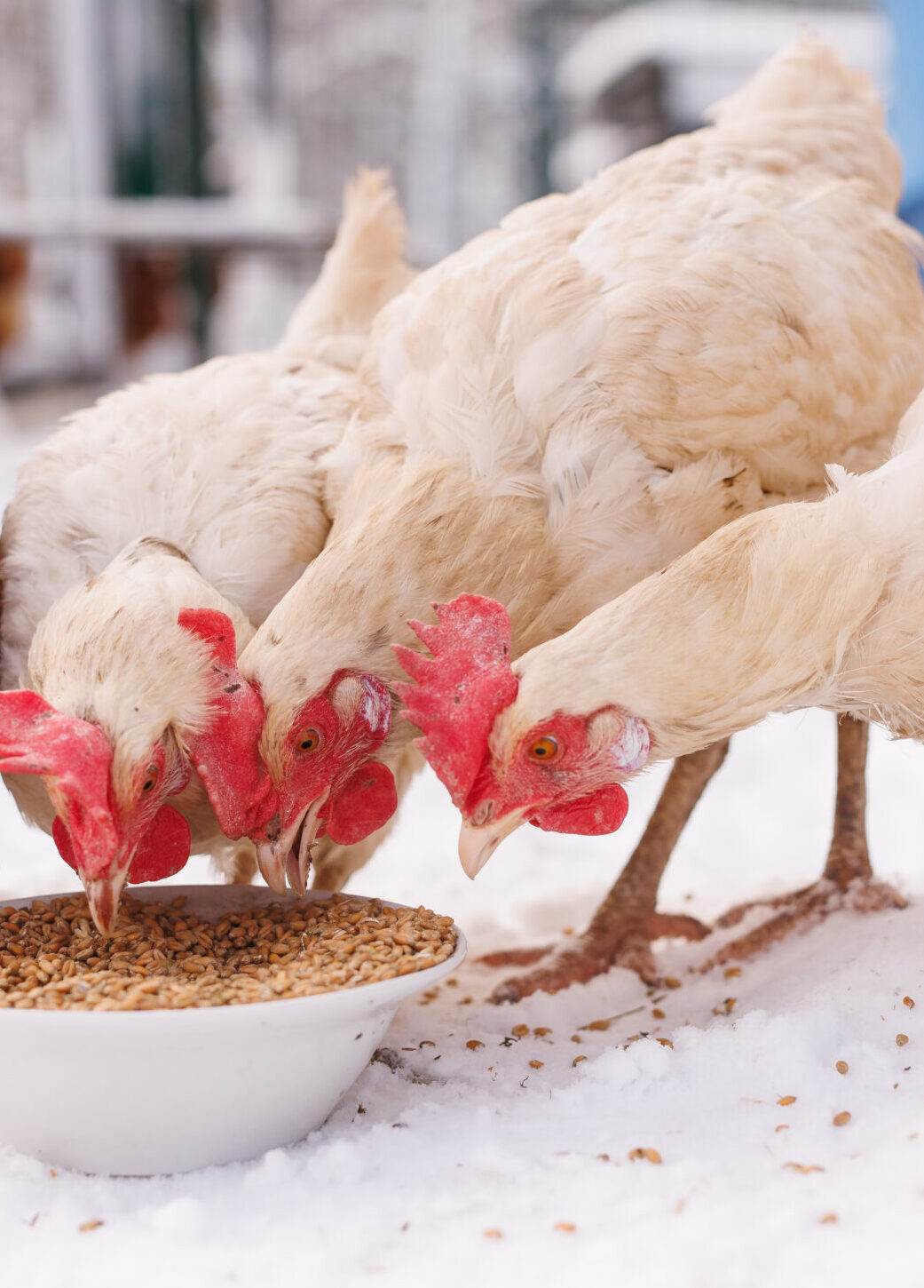 Enzymes and Probiotics for Efficient Poultry Production - Tex Biosciences